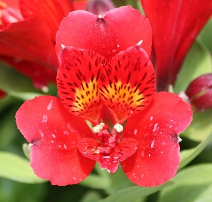 Alstroemeria Inca Vito PP24282 | Alstroemeria 'Inca Vito' | Inca Vito ...