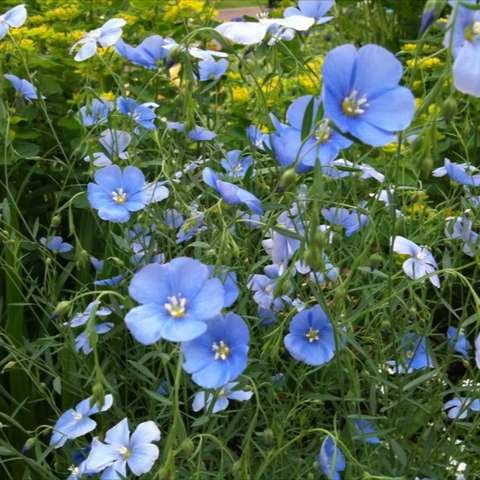 Linum perenne | Perennial Blue Flax | plant lust
