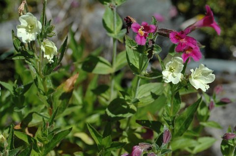 Epilobium luteum | Epilobium treleaseanum | Yellow Fireweed | Yellow ...