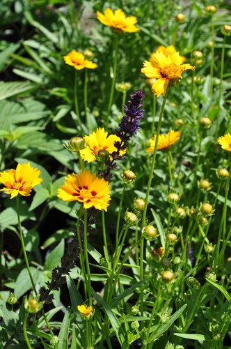 Coreopsis grandiflora Baby Sun | Coreopsis grandiflora 'Baby Sun ...