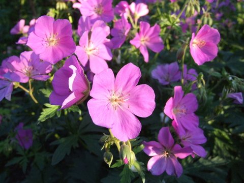 Geranium oreganum | Native Geranium | Oregon Geranium | plant lust