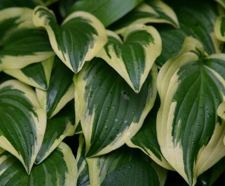 Hosta 'Little Wonder' | | plant lust