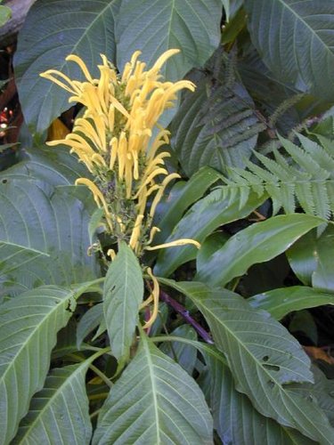 Justicia aurea | Adhatoda umbrosa | Justicia umbrosa | Giant Yellow ...