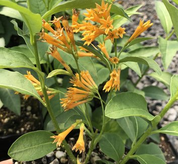 Cestrum from multiple nurseries on Plant Lust