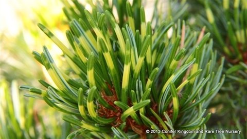 Pinus parviflora 'Fukai' | Pinus parviflora 'Shi-ko-ken' | Pinus ...
