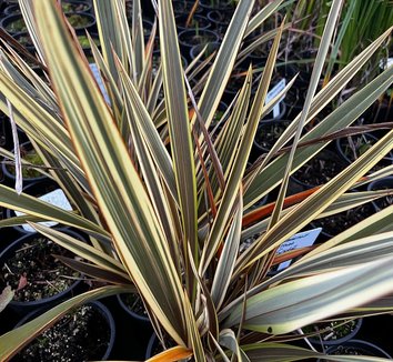 Phormium from multiple nurseries on Plant Lust