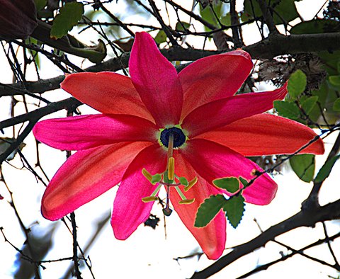 Passiflora 'Mission Dolores' | Passiflora parritae x antioquiensis ...