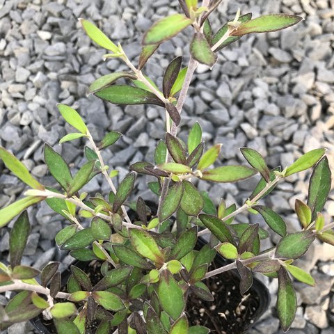 Corokia x virgata 'Red Wonder' | | plant lust