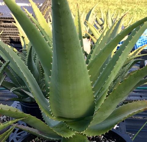 Aloe spectabilis x vaombe | plant lust