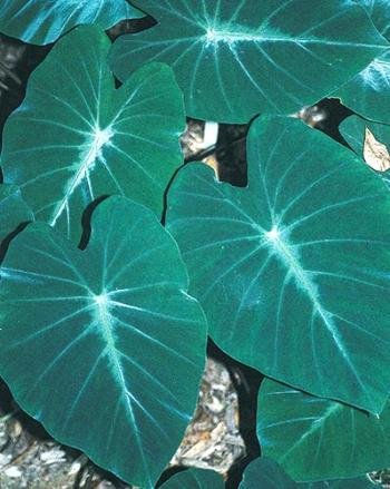 Colocasia fallax 'Silver Dollar' | Silver Dollar Dwarf Elephant Ear ...