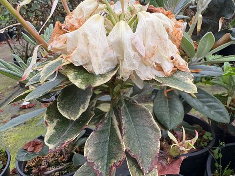 Rhododendron 'Variegated Unique' | Rhododendron 'Unique Variegated ...