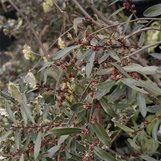 Distylium myricoides | Blue Leaf Isu Tree | Evergreen Witch Hazel | Isu ...