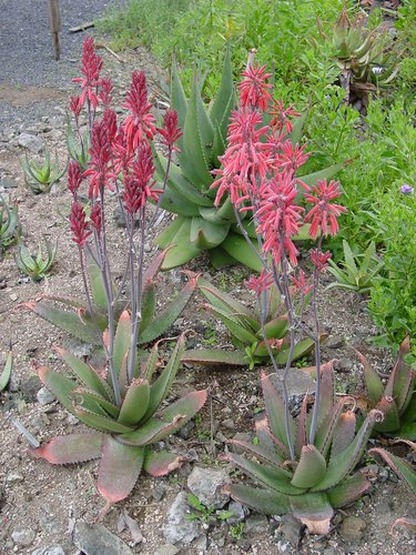Aloe affinis | plant lust