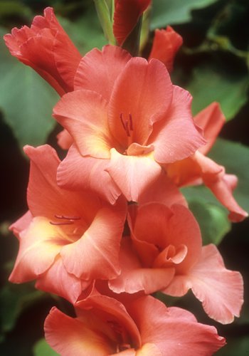 Gladiolus 'Spic and Span' | Spic and Span Gladiolus | plant lust