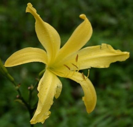 Hemerocallis 'Taruga' | Taruga Daylily | plant lust