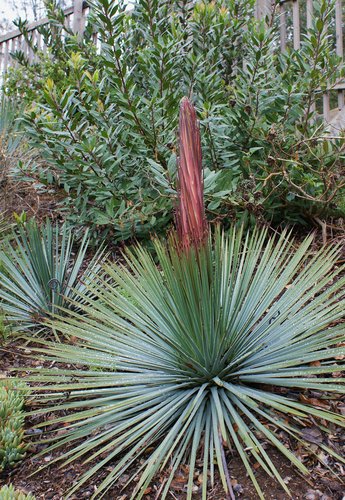 Hesperoyucca whipplei | Hesperoyucca whipplei ssp. eremica ...