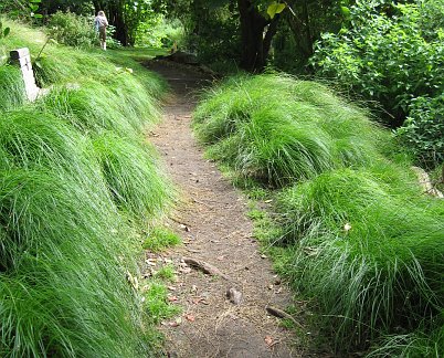 Carex divulsa | Carex tumulicola | Berkeley Sedge | European Meadow ...