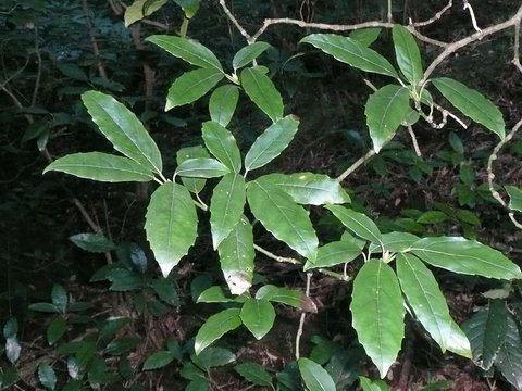 Aucuba chinensis | Chinese Laurel | plant lust