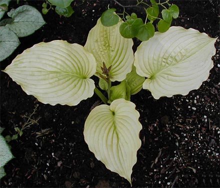 Hosta 'Dawn's Early Light' | | plant lust
