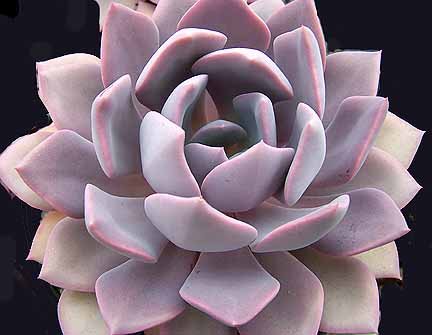 x Graptoveria 'Debbie' | Echeveria 'Debbie' | Graptoveria 'Debbie ...