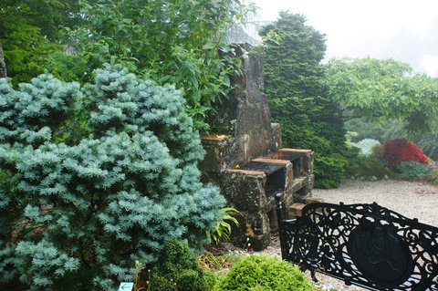 Abies concolor 'Glauca Compacta' | Glauca Compacta Dwarf Blue Subalpine ...