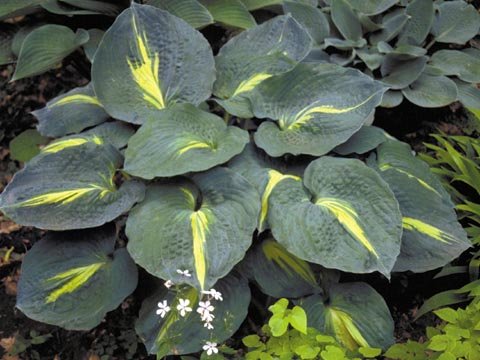 Hosta 'Thunderbolt' | | plant lust