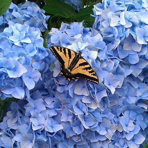 Hydrangeas Plus - plant lust