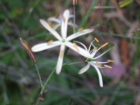 Chlorogalum pomeridianum | California Soap Root | Soap Plant | Wavy ...