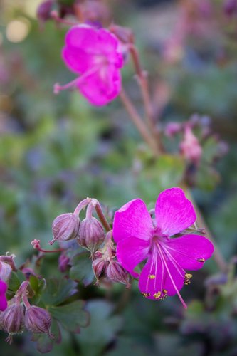 Geranium x cantabrigiense Crystal Rose PP20809 | Geranium 'Crystal Rose ...