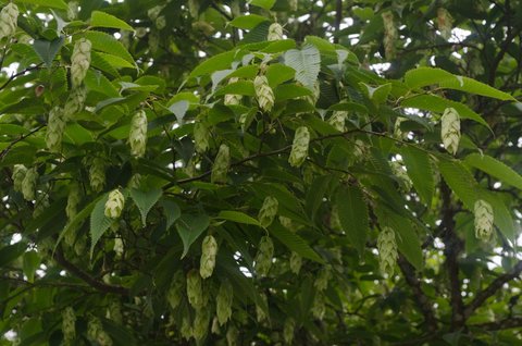 Carpinus japonica | Carpinus japonicus | Hornbeam | Japanese Hornbeam ...