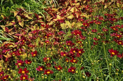 Coreopsis 'Mercury Rising' PP24689 | Coreopsis 'Mercury Rising' Big ...