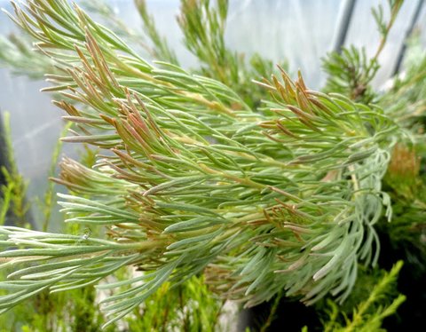 Adenanthos drummondii | Adenanthos x cunninghamii | Albany Woollybush ...