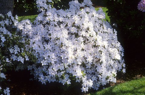 Everest Azalea | Azalea 'Everest' | plant lust