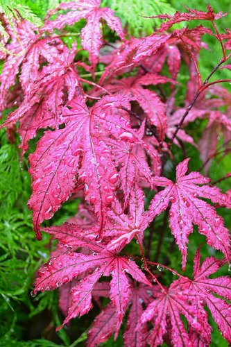 Acer palmatum 'Amagi shigure' | Amagi shigure Japanese Maple | plant lust