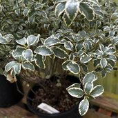Pittosporum x 'Sappy' | plant lust