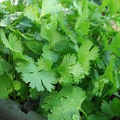 Confetti Cilantro | plant lust