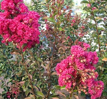 Lagerstroemia from multiple nurseries on Plant Lust