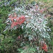 Nandina domestica 'Alpha Compacta' | Nandina 'Alpha Compacta' | Alpha ...