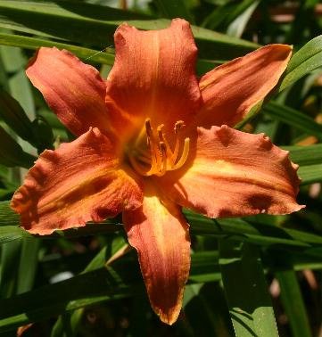 Hemerocallis 'Copperhead' | Copperhead Daylily | plant lust