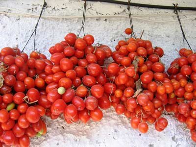 Principe Borghese Heirloom Tomato | plant lust