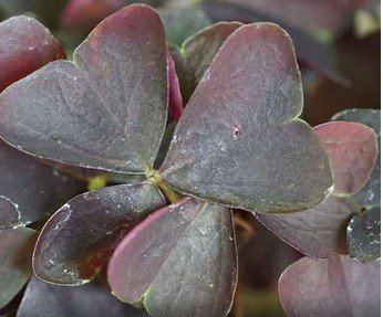 Oxalis triangularis 'Muka' | Muka Dark-leaved Clover | plant lust