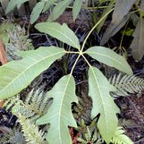 Schefflera delavayi | Hardy Schefflera | plant lust