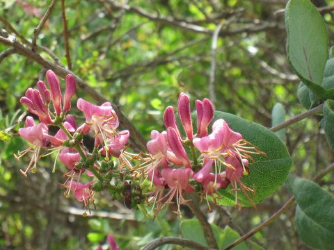 Lonicera hispidula | California Honeysuckle | plant lust
