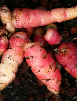 Oxalis tuberosa | New Zealand Yam | Oca | plant lust