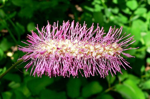 Sanguisorba obtusa | Japanese Burnet | plant lust