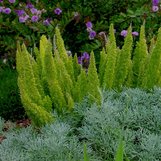 Asparagus densiflorus 'Myersii' | Asparagus meyeri | Foxtail Fern ...