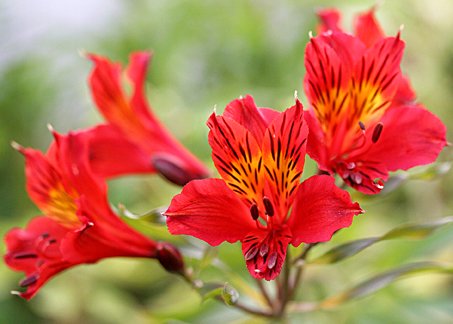 Alstroemeria [red] | Alstroemeria 'Red' | Red Peruvian Lily | plant lust