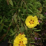Halimium halimifolium f. maculatum | Rockrose | plant lust