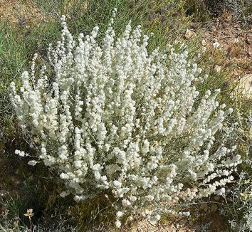 Ceratoides from multiple nurseries on Plant Lust