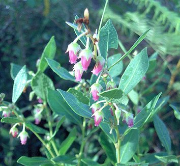 Lyonia from multiple nurseries on Plant Lust